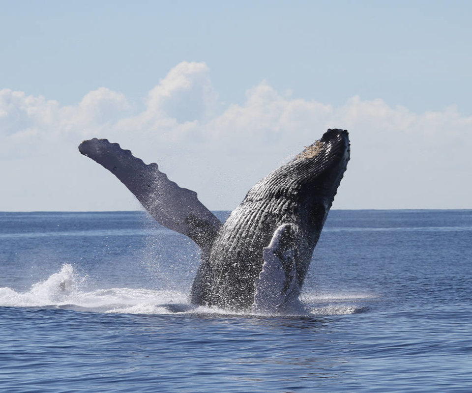 Atlantis Adventures | Submarine Tours in Hawaii